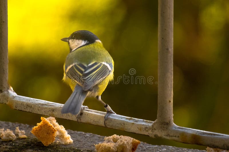 Parus Caeruleus, Close Up Shot of the Small Bird Stock Image - Image of ...