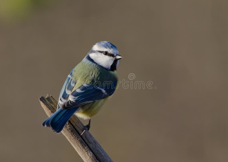 Parus caeruleus stock image. Image of tree, feather, caeruleus - 40377757