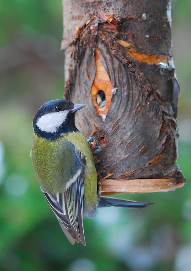 Parus major stock image. Image of sitting, bird, tree - 13082779