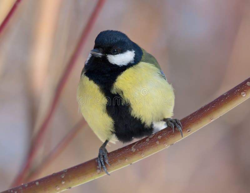 Parus major stock photo. Image of color, animals, major - 16648542