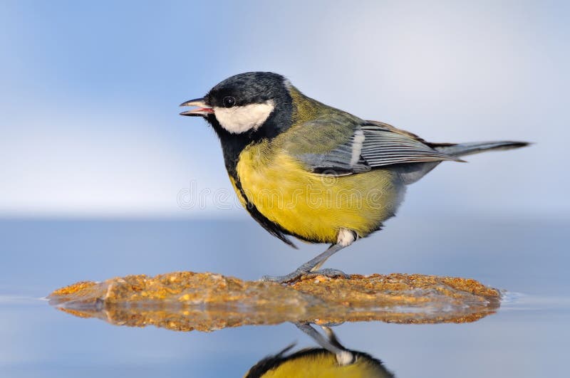 Parus major. stock image. Image of great, drinker, reflections - 21706735
