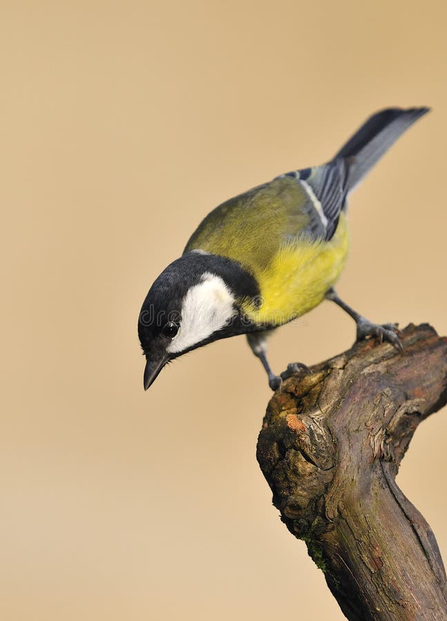 Parus major. stock photo. Image of birds, closeup, beak - 22448480