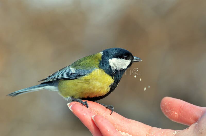 Parus Major stock photo. Image of feeding, hand, forest - 23529630