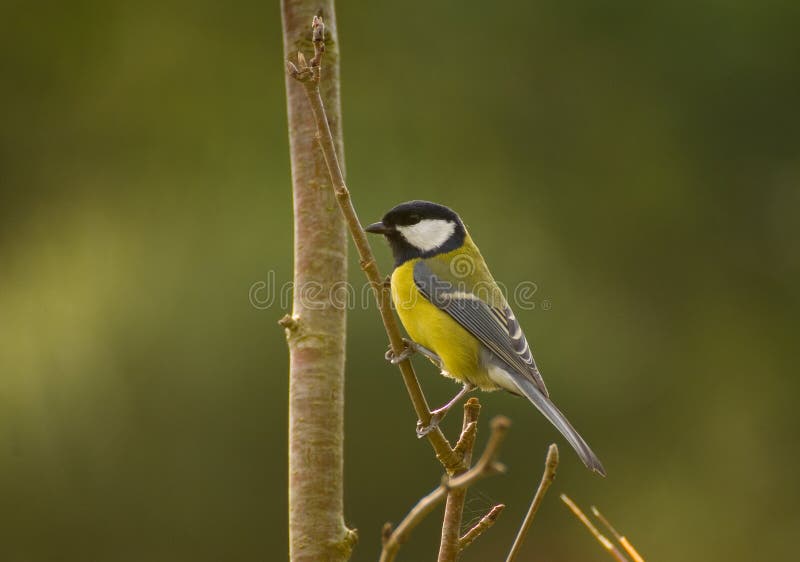 Parus major stock photo. Image of animal, twing, green - 27148488