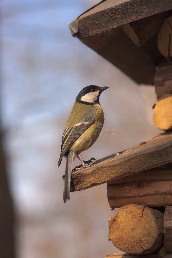 Parus major stock image. Image of macro, nature, wing - 28442715