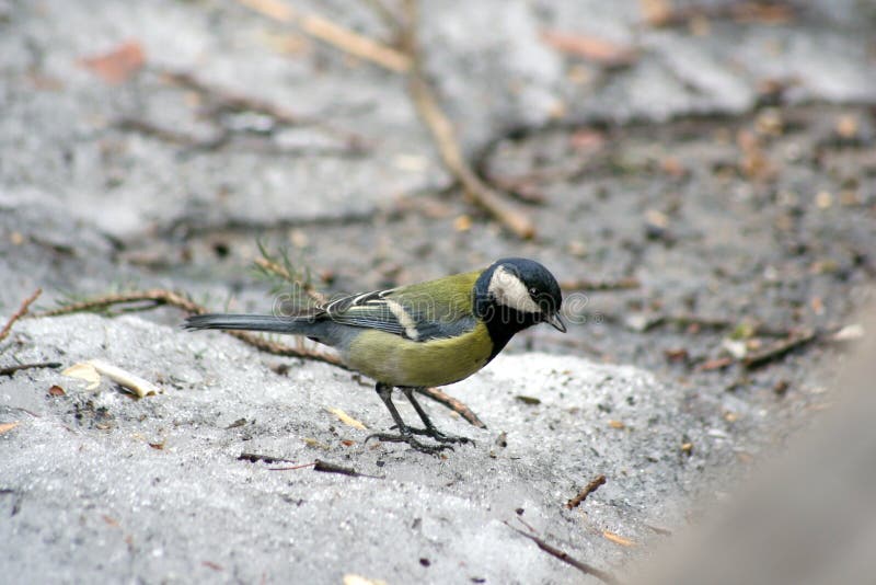 Parus major stock image. Image of time, small, garden - 9534889