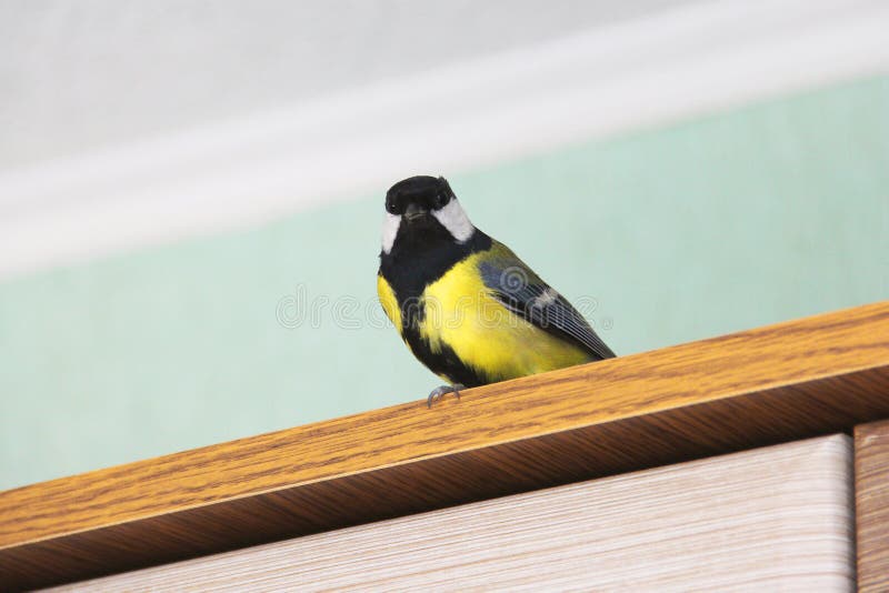 Parus Major. Bird in the House Stock Image - Image of animal, cute ...