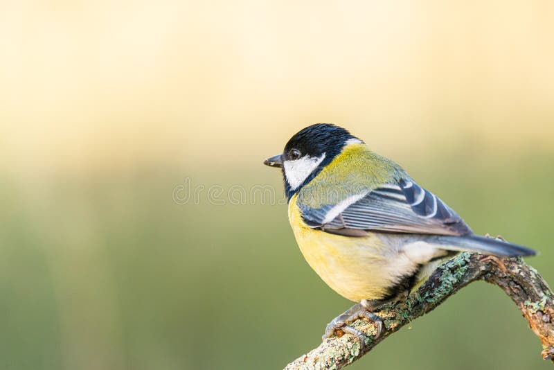Parus Major or Carbonero Comun with Copy Space for Text Stock Photo ...