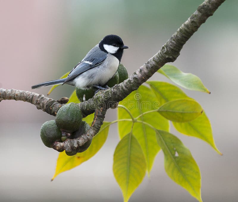 Parus major stock photo. Image of park, parus, major - 60829786