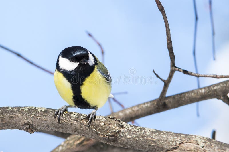 Parus major stock photo. Image of ater, beak, closeup - 112949164