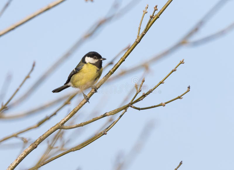 Parus major, saithe common stock image. Image of beautiful - 51342145