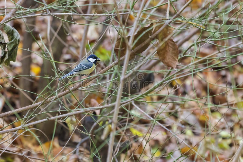 Parus major sitting stock photo. Image of cold, major - 178430242