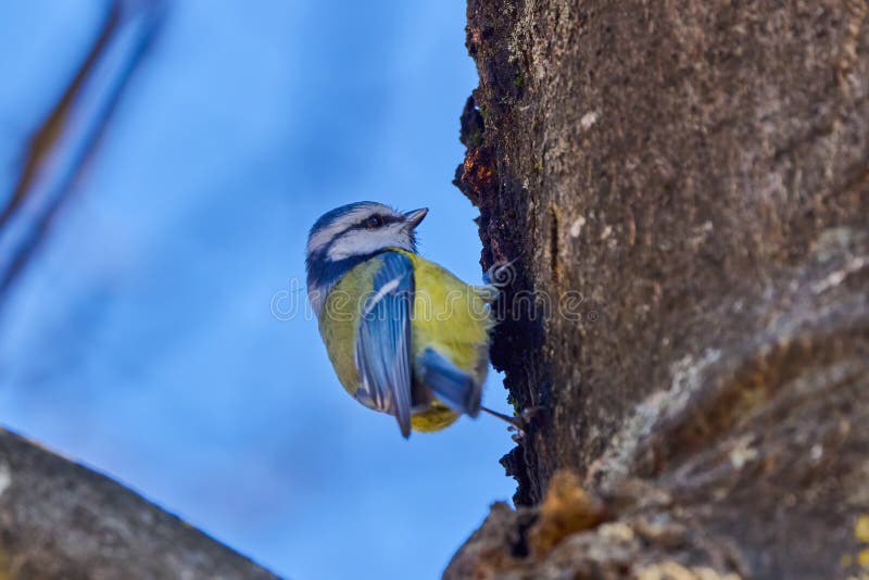 (Parus Major) Looking for Food through the Trees Stock Image - Image of ...