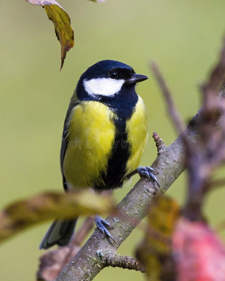Parus Major - Winter Welcome Stock Photo - Image of beak, welcome ...