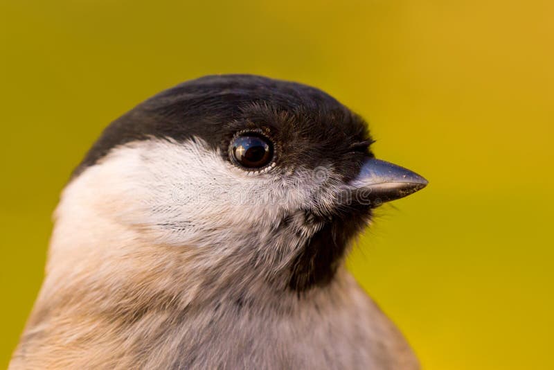 Parus palustris portrait stock image. Image of look, macro - 23006277