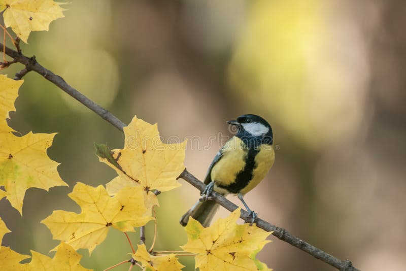 Parus stock image. Image of yellow, tomtit, bird, singing - 33225527