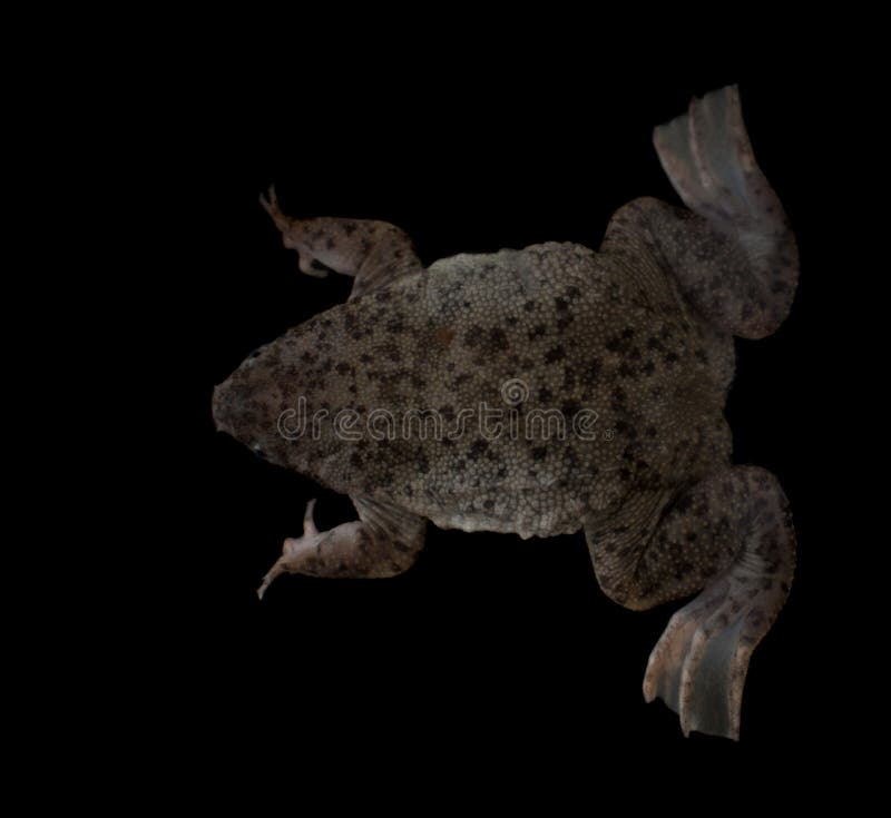 Pipa Parva Stock Photos - Free & Royalty-Free Stock Photos from Dreamstime