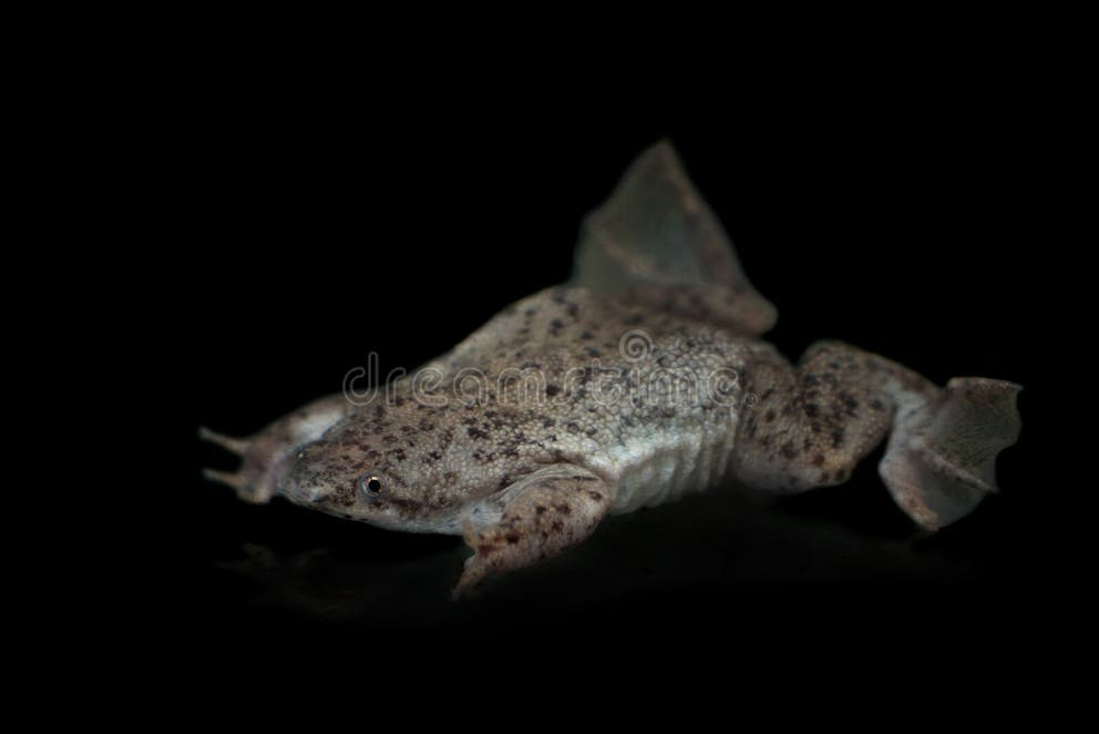 Parva S Venezuela Toad, Pipa Parva, Isolated on White Stock Photo ...