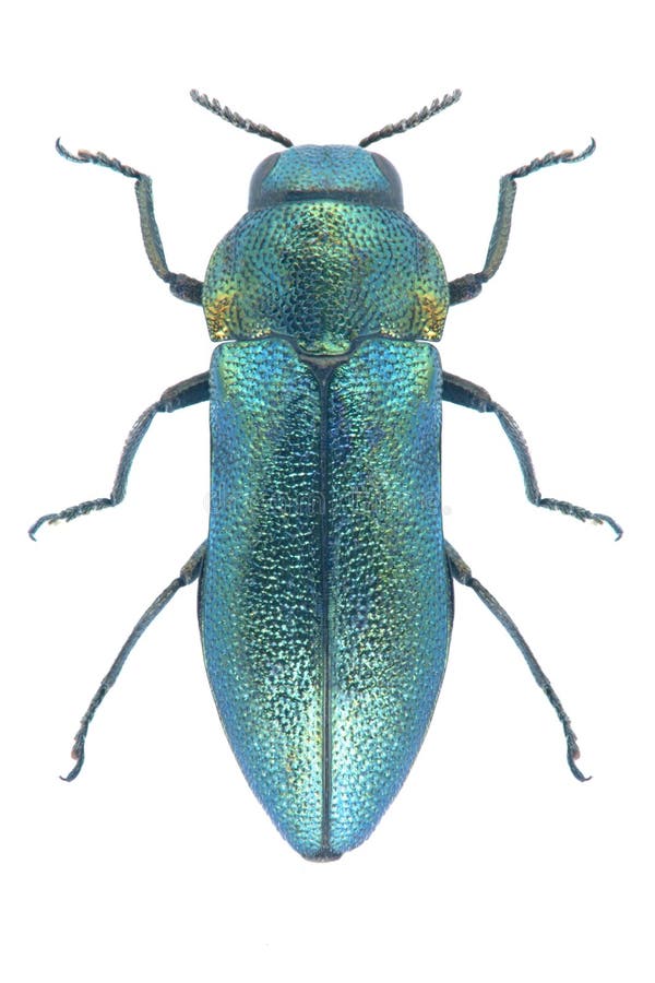 Parvulus Del Parvulus De Meliboeus Del Escarabajo Imagen de archivo ...