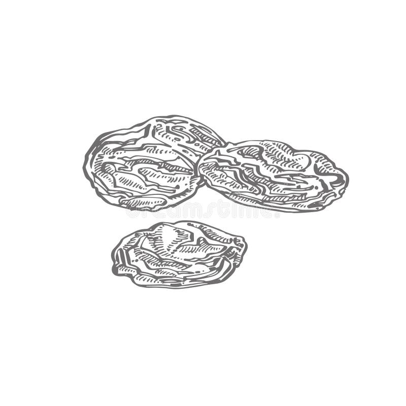 Dibujo Vectorial De Pasas. Montón De Uva Seca. Ilustración De Fruto ...