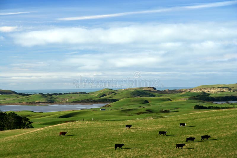 Pascolo fotografia stock. Immagine di campo, campagna - 26207108