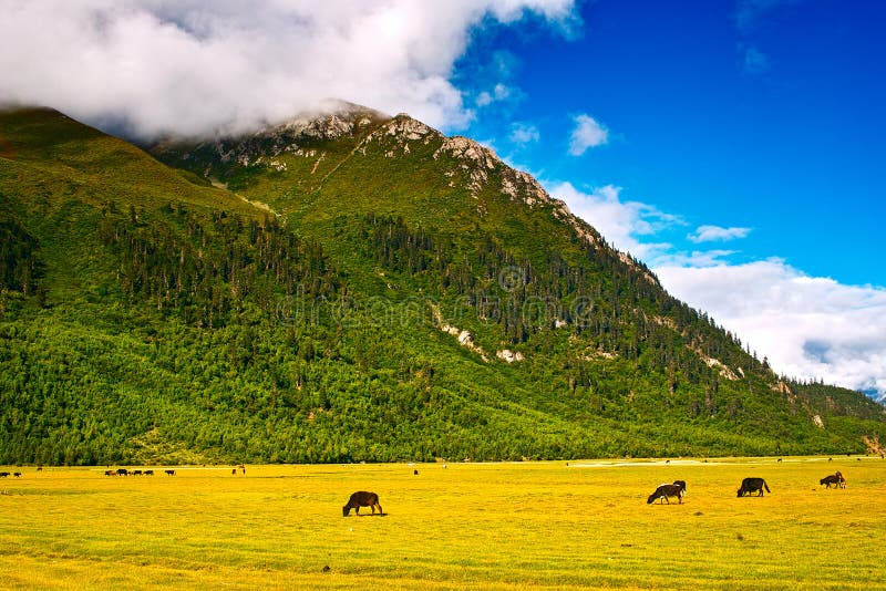 Pascolo immagine stock. Immagine di casa, asia, mucche - 28656829