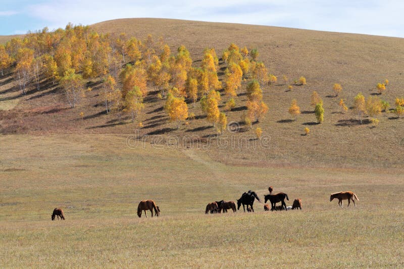 Pascolo fotografia stock. Immagine di asia, vegetazione - 6980720
