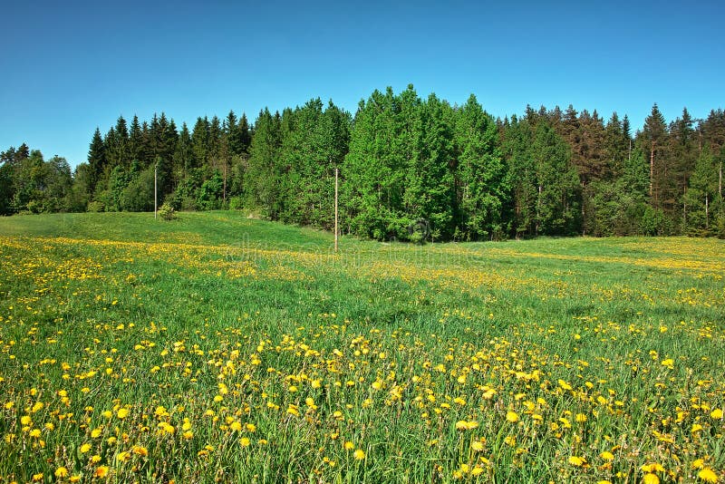 Pascolo immagine stock. Immagine di farmland, paesaggio - 9620597
