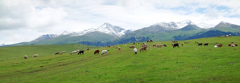 Neve Sulle Montagne Di Estate Immagine Stock - Immagine di nubi, festa ...