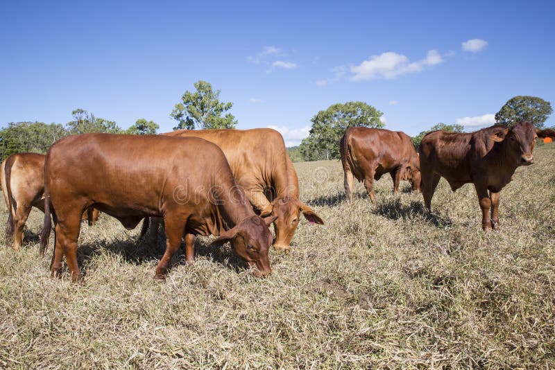 Pascolo Dei Bovini Da Carne Fotografia Stock - Immagine di farmland ...