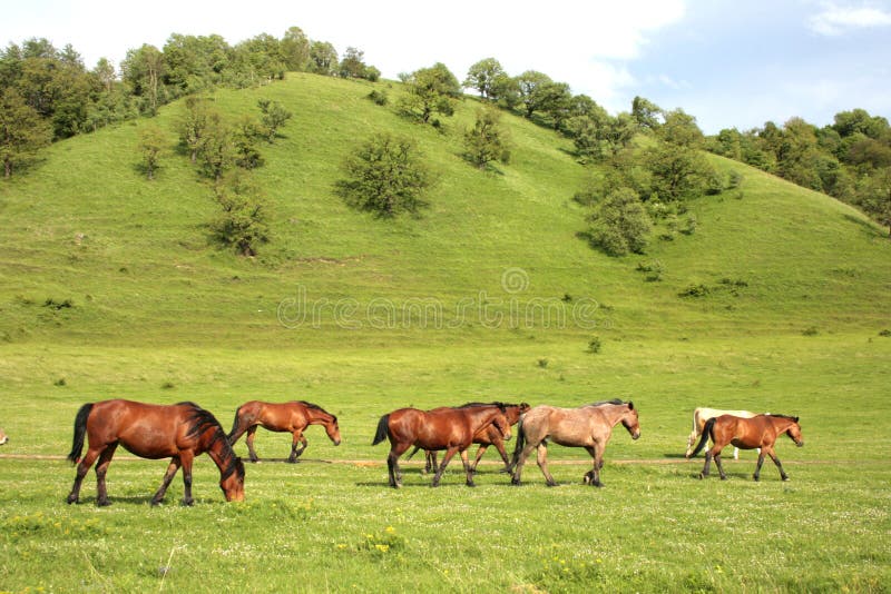 Cavalli al pascolo immagine stock. Immagine di paesaggio - 14323399