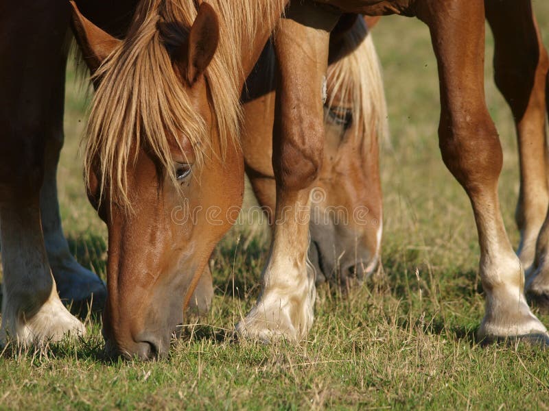 Pascolo dei cavalli immagine stock. Immagine di museruola - 28783145