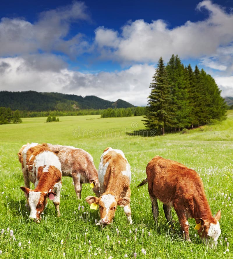 Pascolo dei vitelli immagine stock. Immagine di vetro - 59022951
