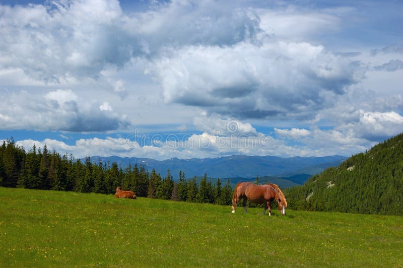 Cavallo Su Un Pascolo Di Estate Nelle Montagne Immagine Stock ...