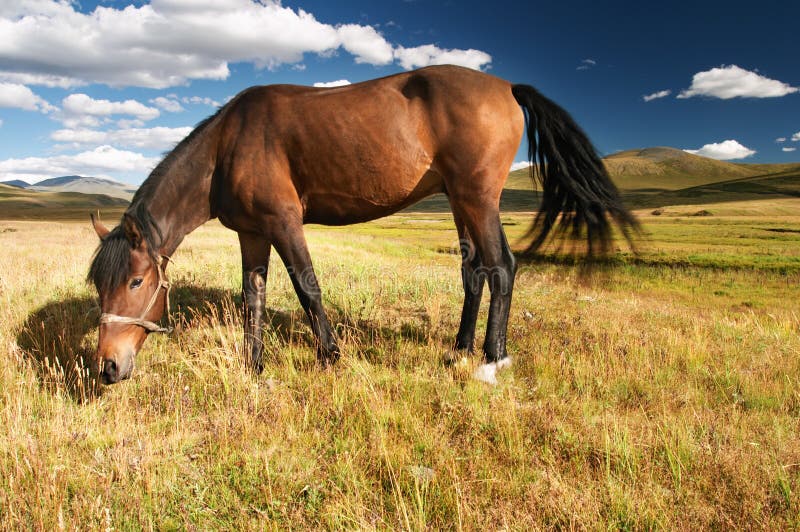 Pascolo del cavallo fotografia stock. Immagine di aletta - 2230076