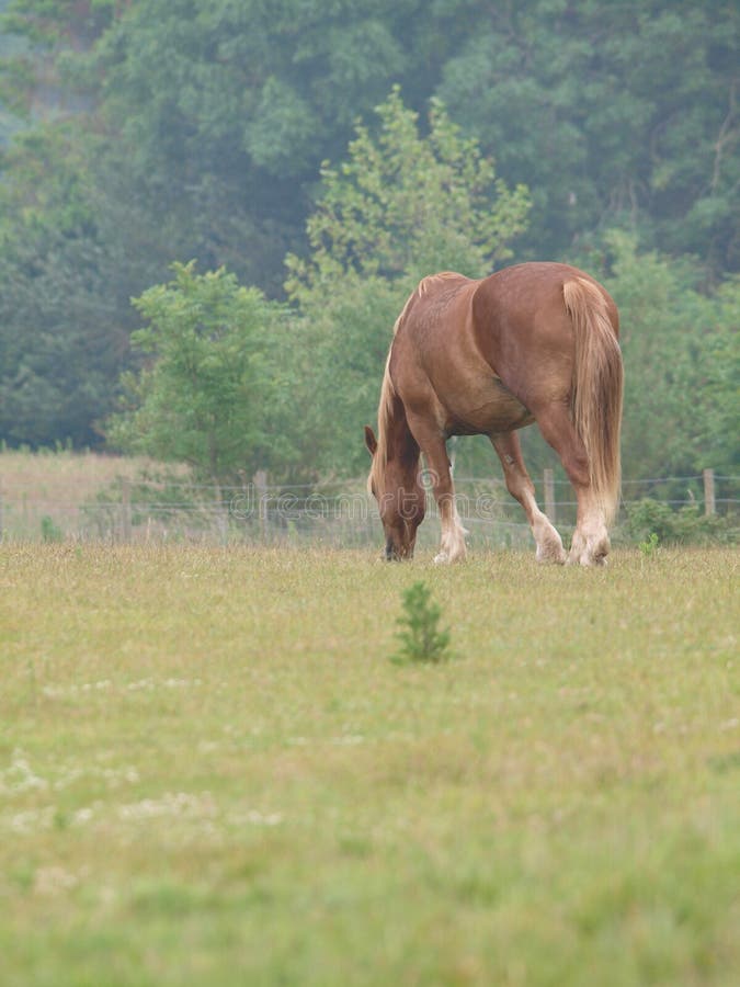 Pascolo del cavallo fotografia stock. Immagine di singolo - 36768774