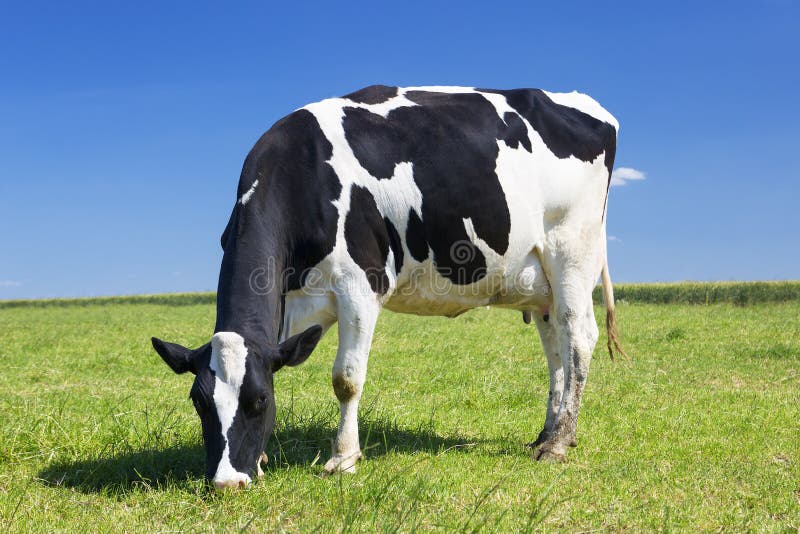 Pascolo della mucca immagine stock. Immagine di testa - 55284455