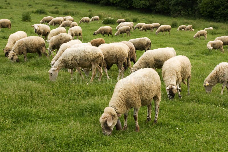 Pascolo delle pecore fotografia stock. Immagine di paese - 5401210
