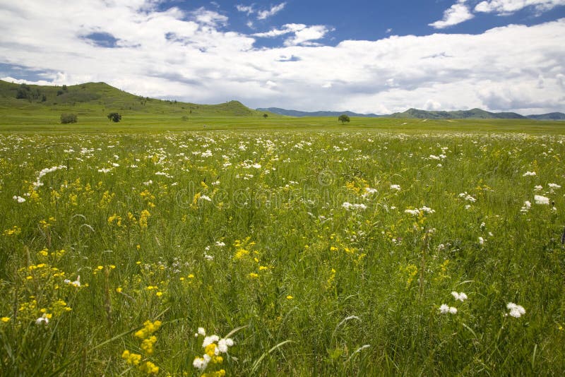 Pascolo e cielo immagine stock. Immagine di colorato, pacifico - 8628441