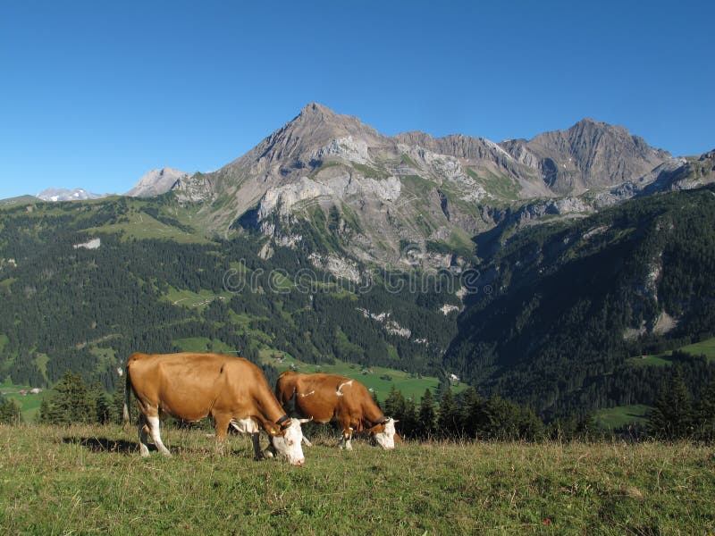 Pascolo Le Mucche E Delle Montagne Del Simmental Fotografia Stock ...