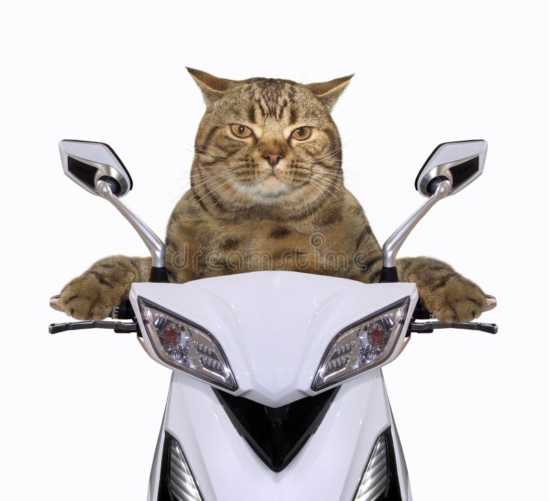 Paseo del gato una moto imagen de archivo. Imagen de urbano - 123157649