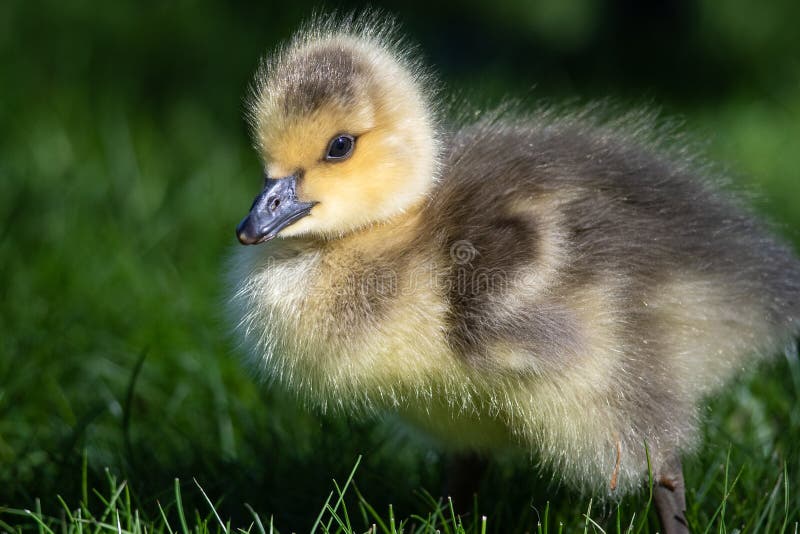 Pasgeboren Gansje Die Stil Op Het Zachte Groene Gras Rusten Stock Foto ...