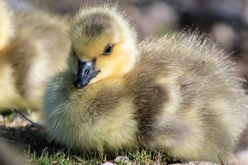 Pasgeboren Gansje Die Stil Op Het Zachte Groene Gras Rusten Stock ...