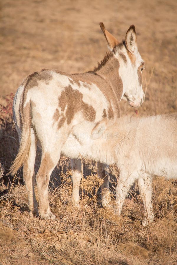 Ezel die hooi eet stock afbeelding. Image of boerderij - 17445223