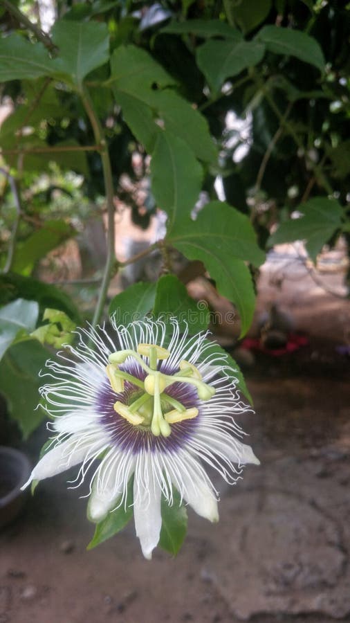 This is a Pashan Frut Flowers Stock Photo - Image of flowers, fruit ...