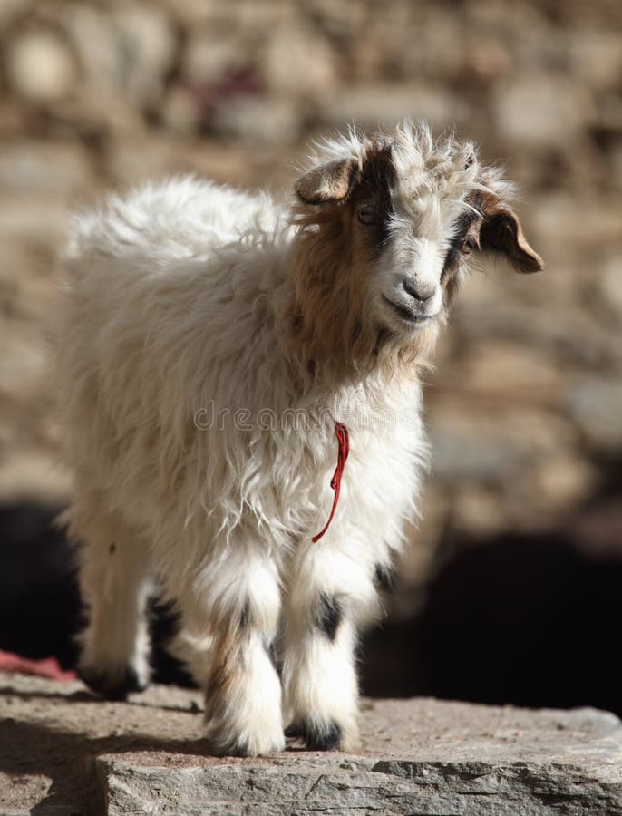 162 Pashmina Goat Stock Photos - Free & Royalty-Free Stock Photos from ...