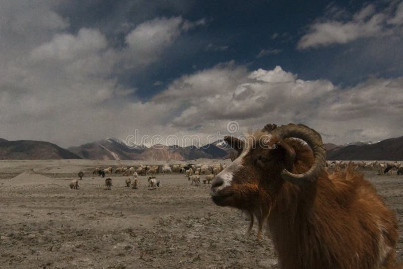 Pashmina Sheep at Stokar Lake, Ladakh, India. Stock Photo - Image of ...