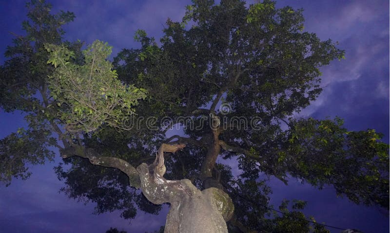 PASHUPATINATH TREE stock image. Image of view, tree - 290630275
