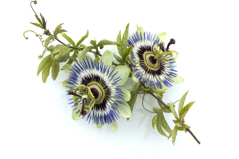 Pasionaria; Flor De La Pasión; Caerulea Imagen de archivo - Imagen de ...