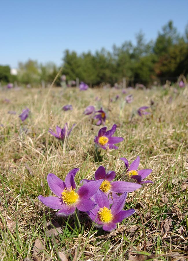 Pasque flower stock image. Image of flower, forest, grass - 12954577